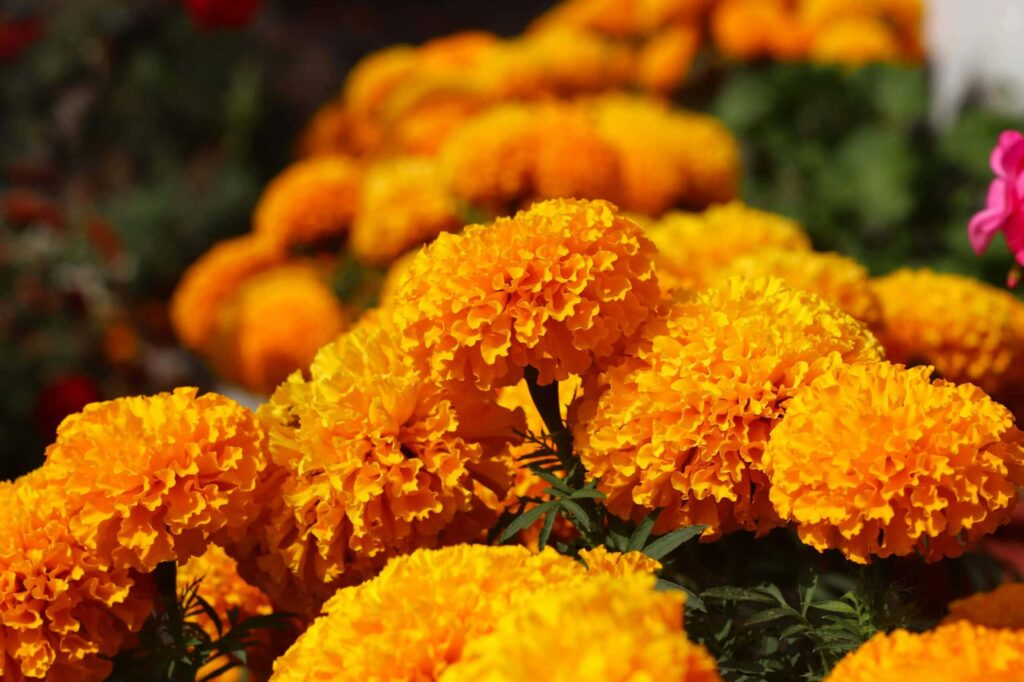 Tihar Festival 2025: Dates & Significance - Magical Nepal
